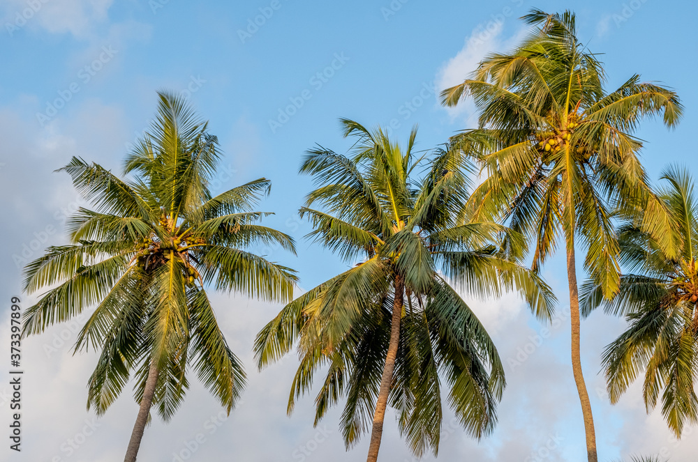 Forest of coconut palm trees at Kalutara in western Sri Lanka Stock ...