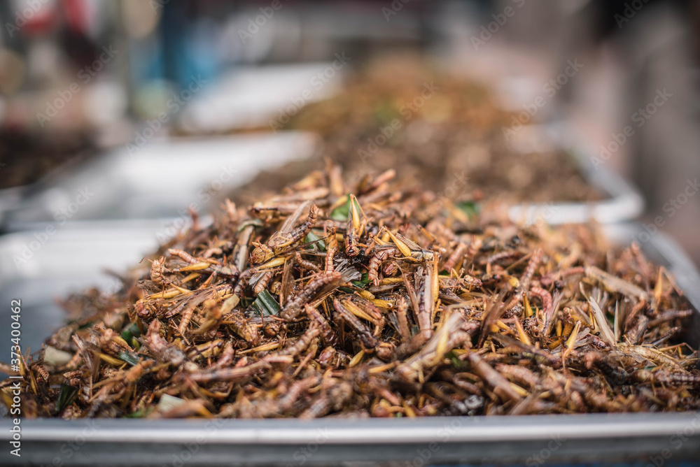 Locusts are fried and eaten as a snack. Chatuchak Weekend Market ...