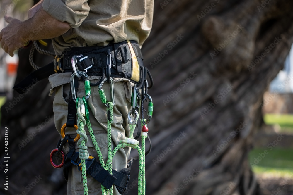 Safety workplace tree climber wearing safety harness equipped with full ...