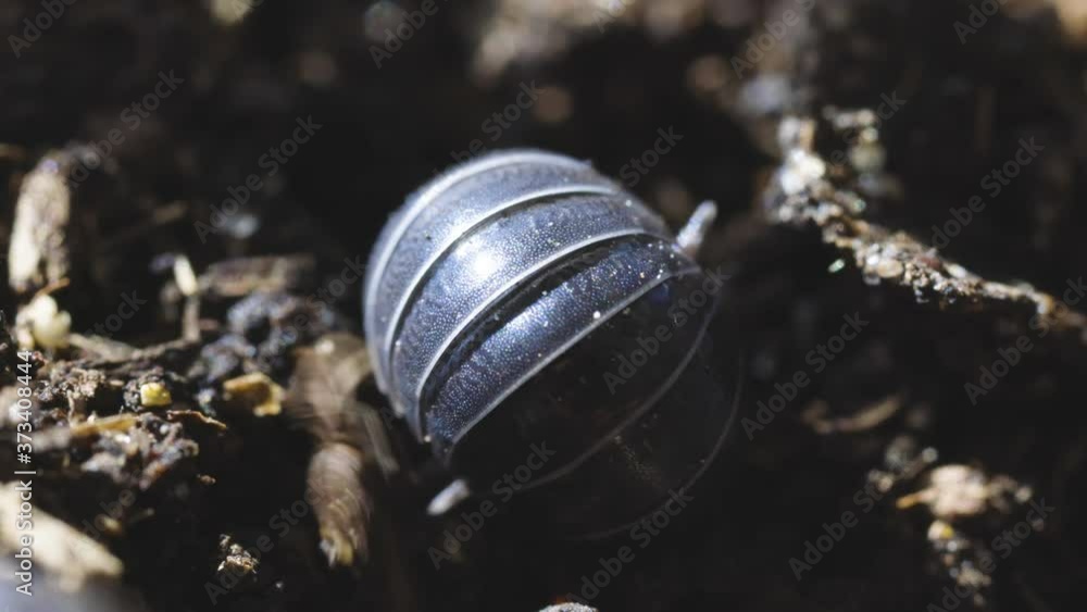 A woodlouse is a crustacean from the monophyletic suborder Oniscidea ...
