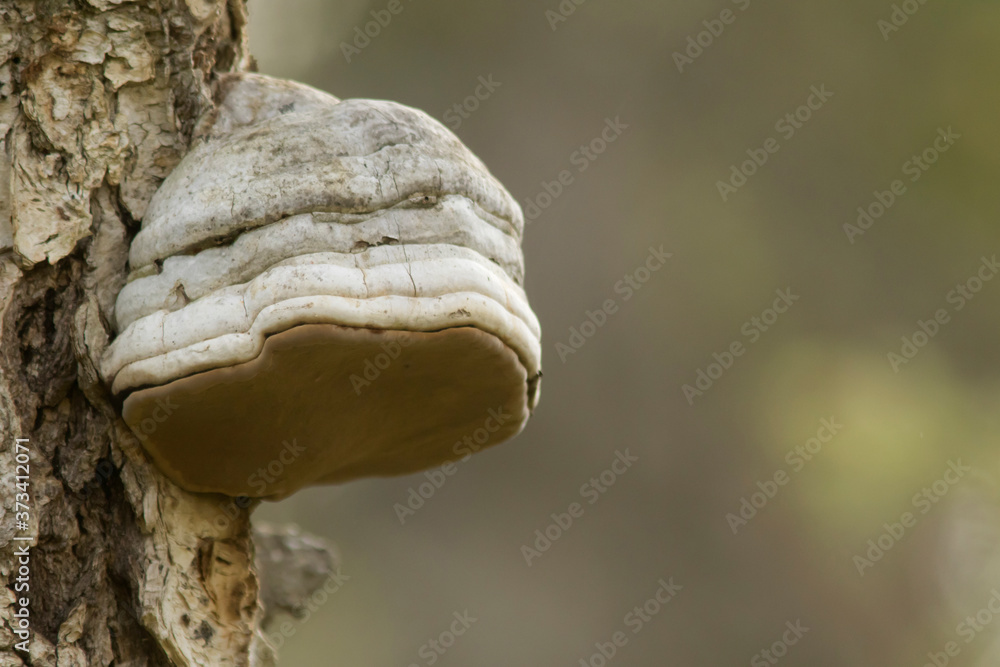 The tinder fungus, Fomes fomentarius, produces very large polypore ...