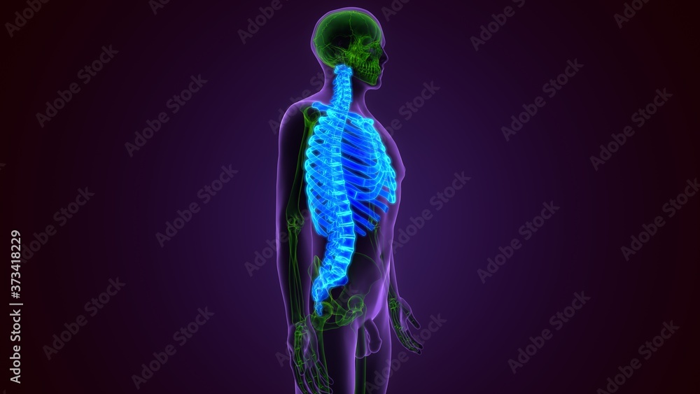 The axial skeleton is the portion of the human skeleton that consists ...