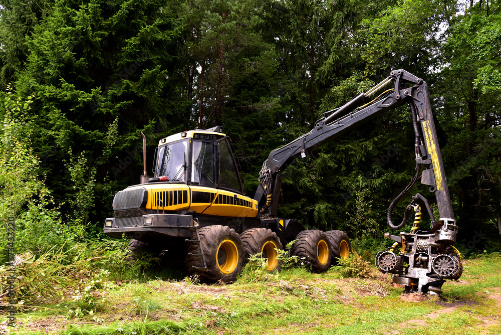 Pine forest harvesting machine at work during clearing of a plantation ...