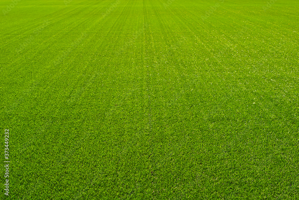 Soccer field texture close up. Grass in the stadium. Finely mown lawn ...