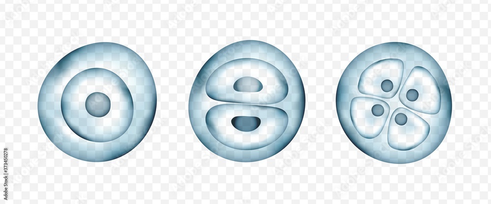 Realistic vector cells division. Stages of human embryonic development ...