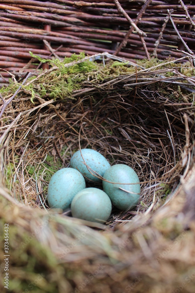 Vogeleier im nest Stock Photo | Adobe Stock
