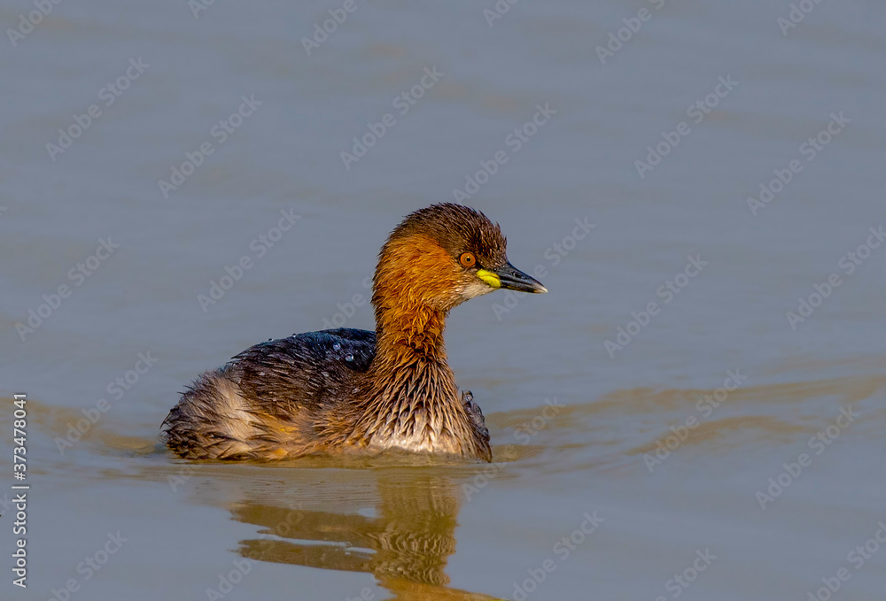 The little grebe, also known as dabchick, is a member of the grebe ...