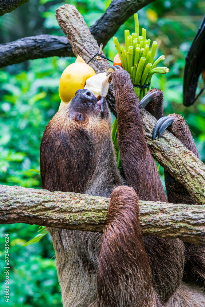 Sloth Eating