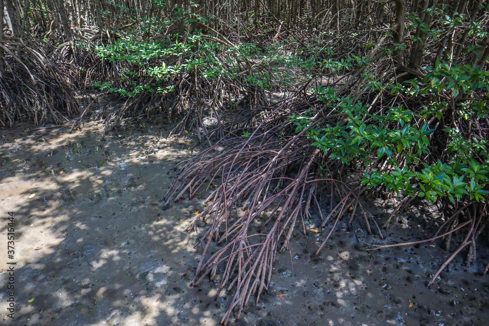 Mangrove tree, Beautiful mangrove leaf,Mangrove forest in thailand ...