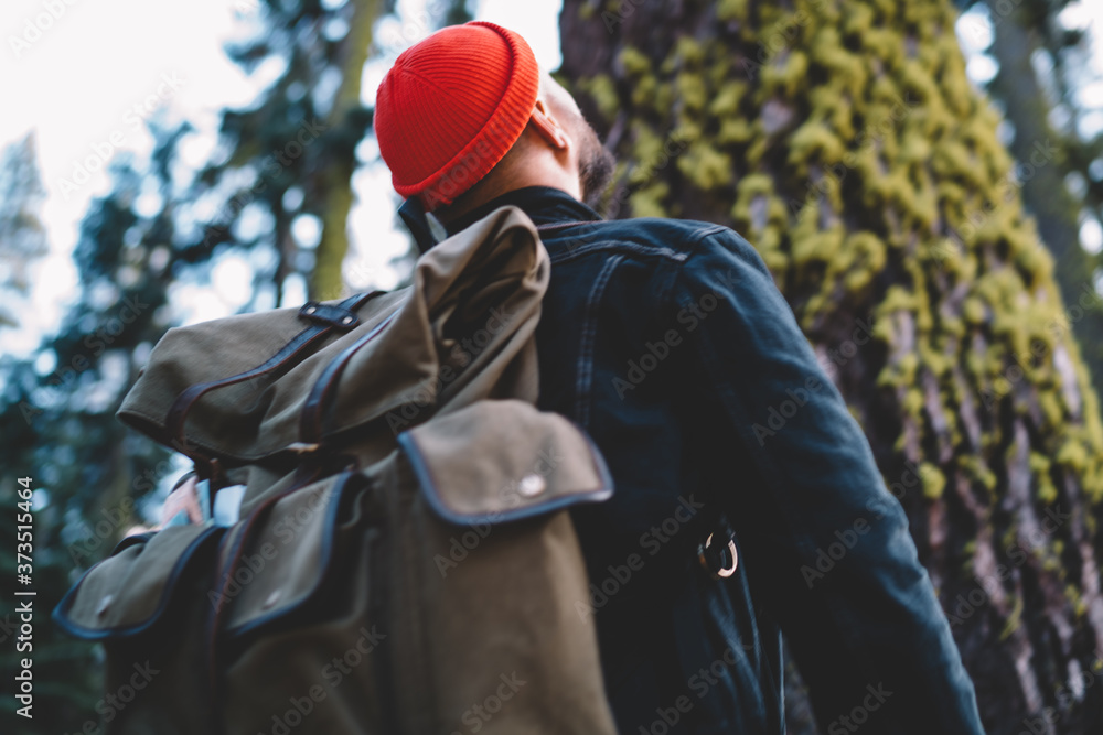 Back view of male traveler looking up in forest standing near trees ...