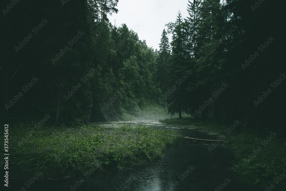 Mysterious green forest during rain with small river and fog. Moody ...