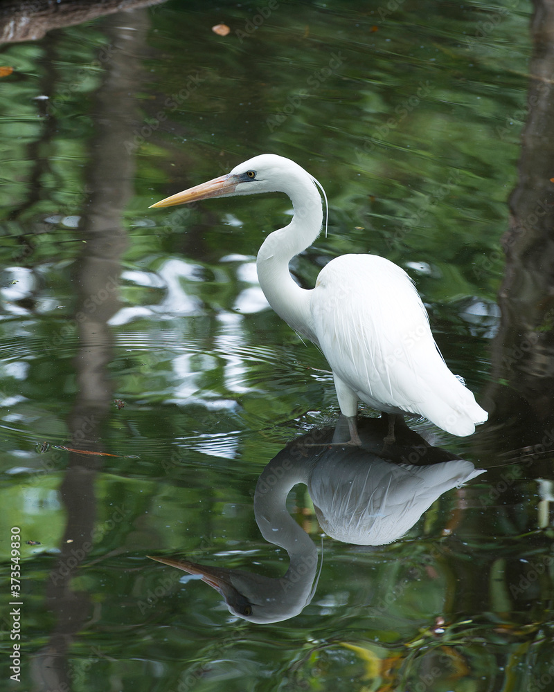 Great White Egret Stock Photo. Great White in the water with a ...