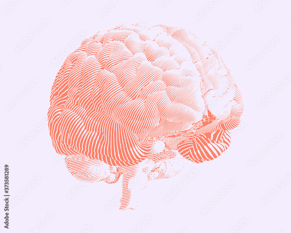 Stylize red human brain line art illustration on white BG Stock Vector ...