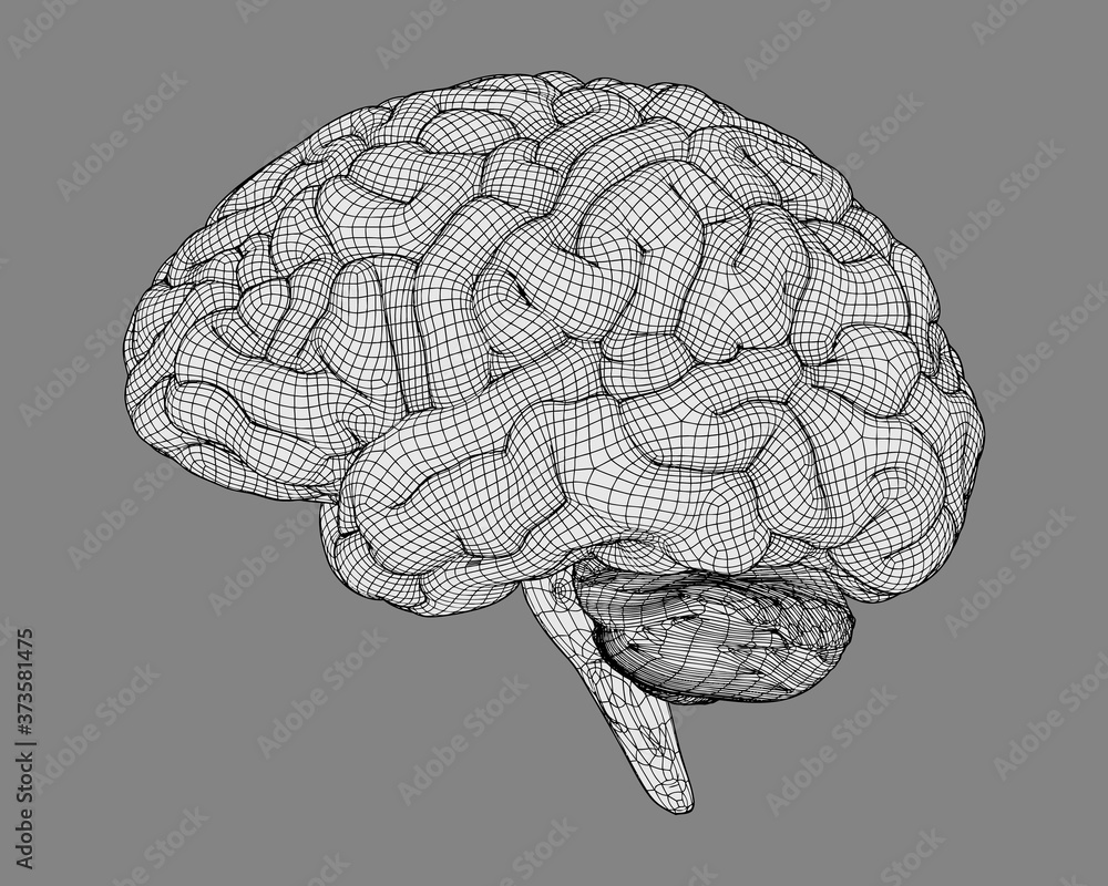 3D wireframe brain illustration isolated on gray BG Stock Vector ...