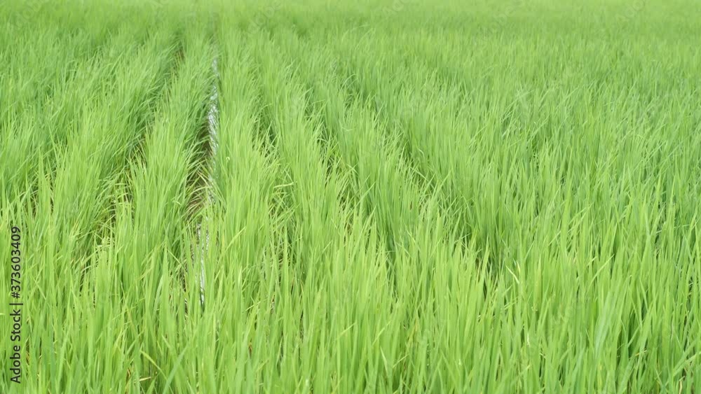 green rice fiald background or green grass in the wind with wheat ...