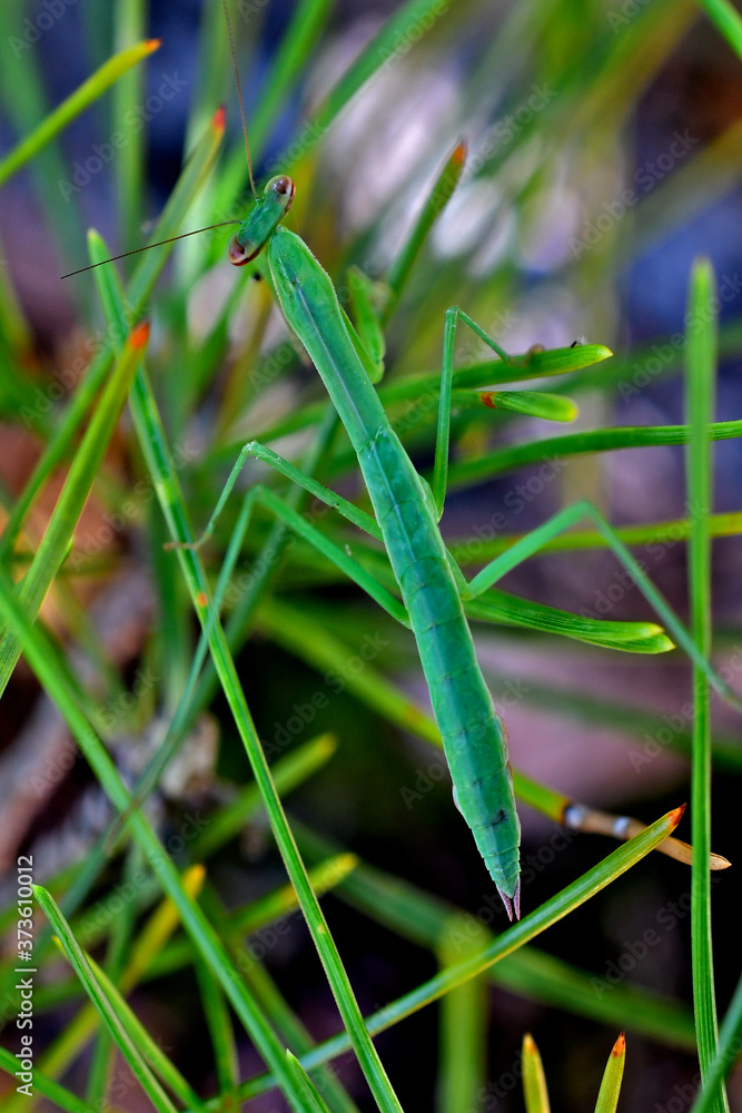 Clear view of Cerci on Praying Mantis. They are paired segmented ...