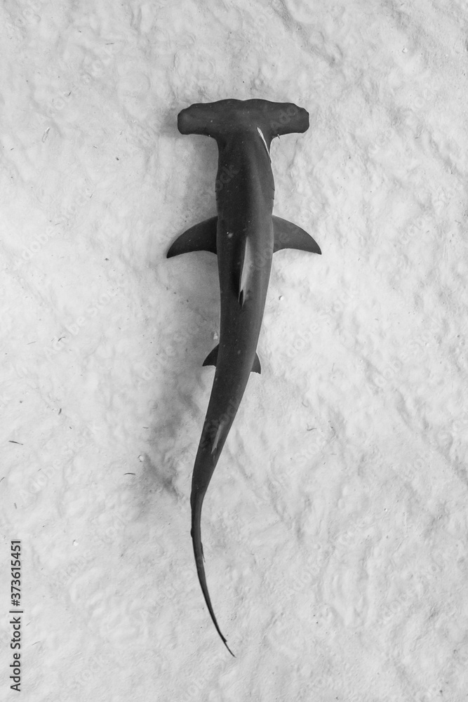 Hammerhead Shark Stock Photo | Adobe Stock Hammerhead Shark Stock Photo | Adobe Stock