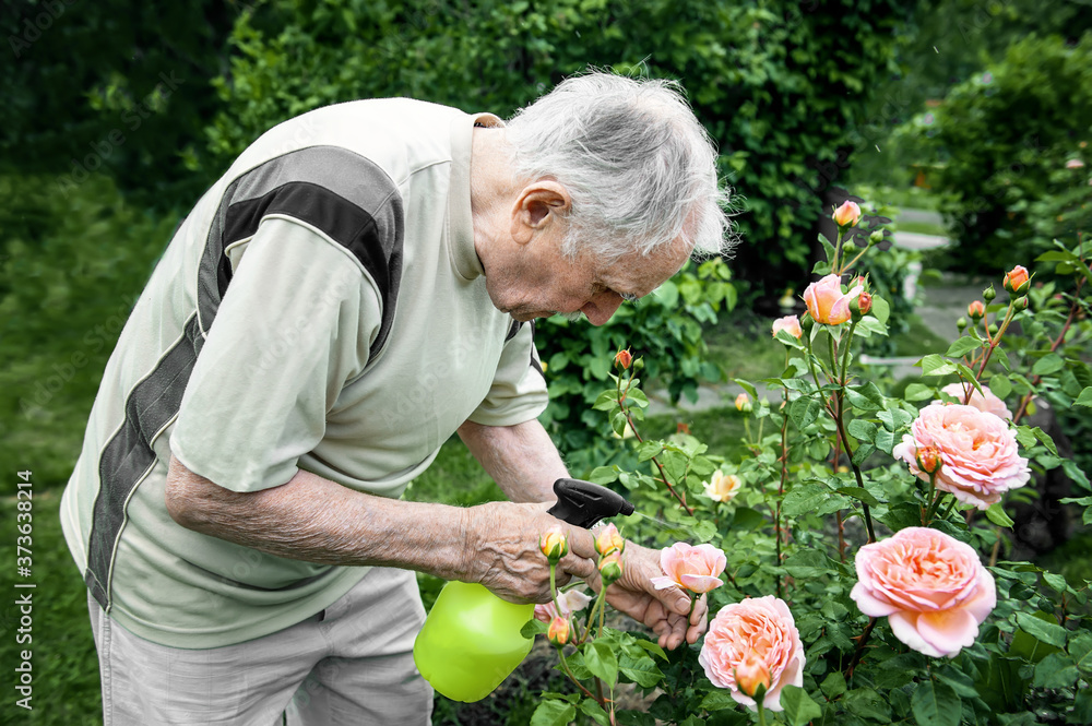 Portrait of a handsome elderly man of 87 years old, growing roses in ...