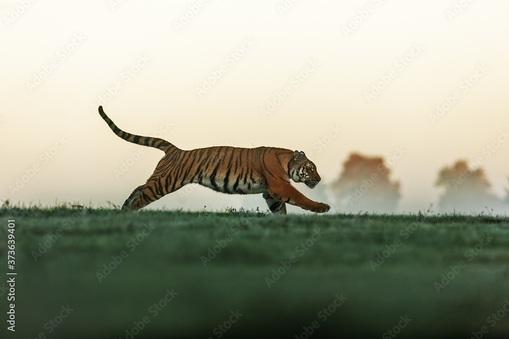 Siberian tiger (Panthera tigris tigris) running around in the early ...