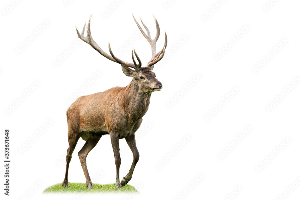Majestic red deer, cervus elaphus, marching on glade from side view ...