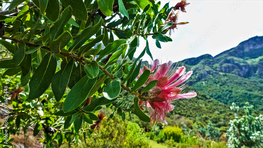 Protea flower on the background of a mountain landscape. Graceful pink ...