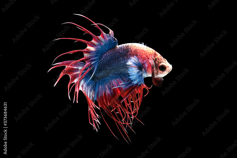 White red and blue crowntail , White red and blue betta fish, Siamese ...