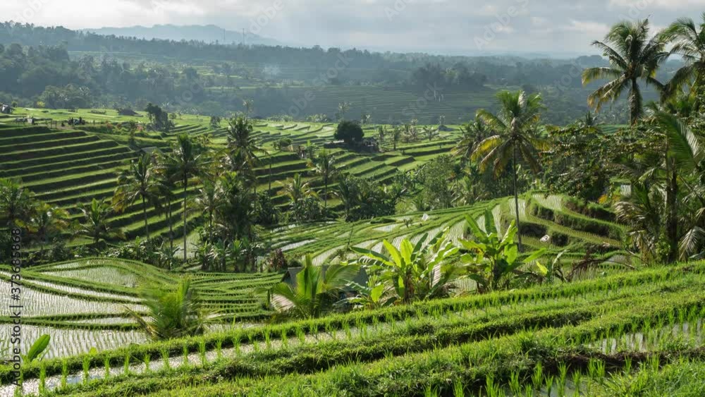 Bali, Indonesia : Time Lapse of Jatiluwih Rice Terraces Paddy Fields ...
