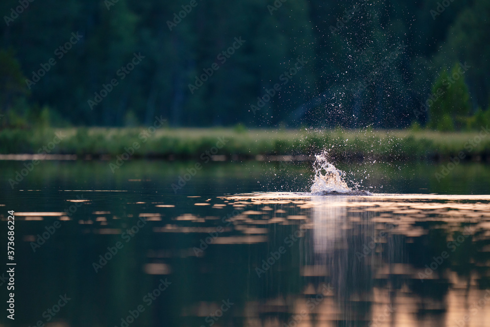 Beaver, Castor fiber, splashing with its tail as an alarm to other ...