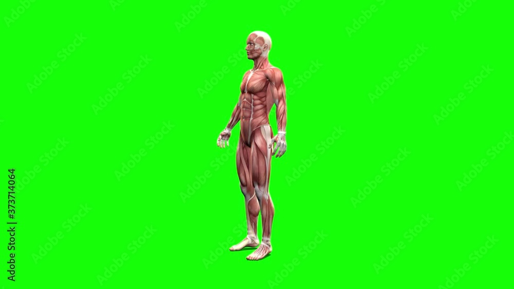 Male body anatomy - muscle map rotating on green screen - man ...
