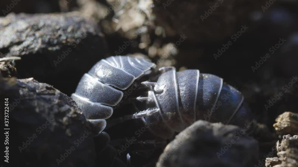 A woodlouse is a crustacean from the monophyletic suborder Oniscidea ...