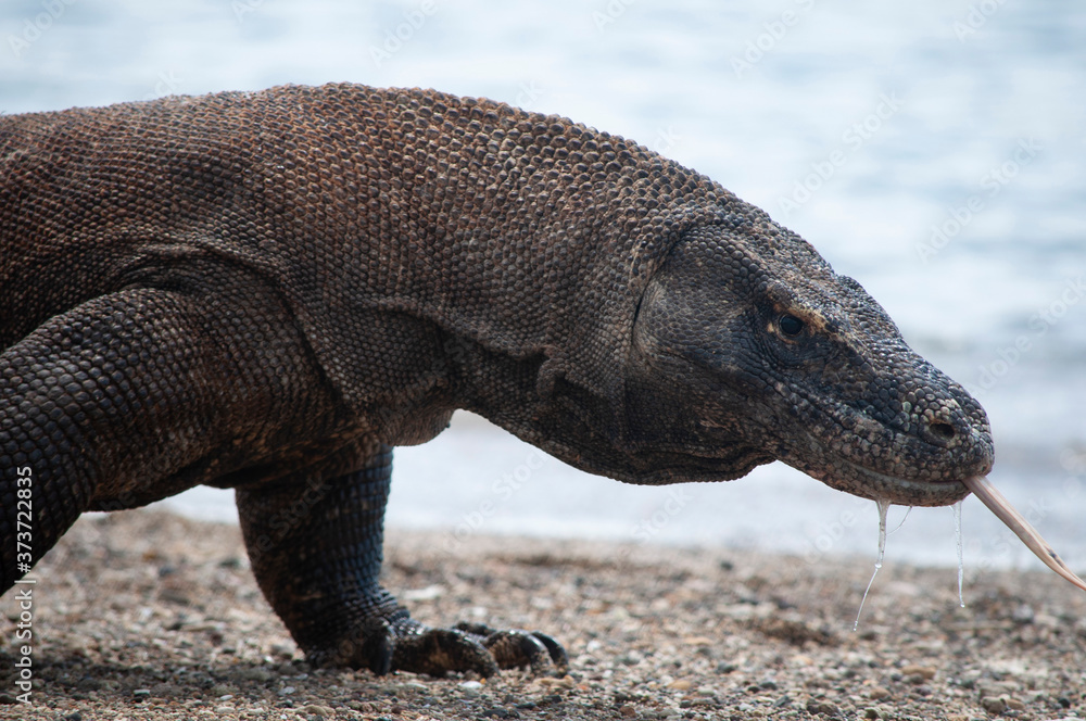 Komodo dragon only lives in Flores Island, Indonesia under protected ...