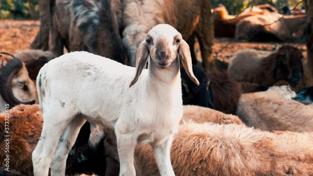 baby goat kids on the spring grass playing together,Cute with funny ...
