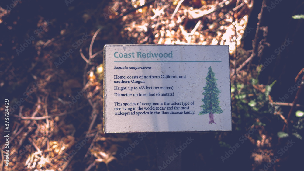 Sign of Coast Redwood trees inside muir woods, California. The sign is ...