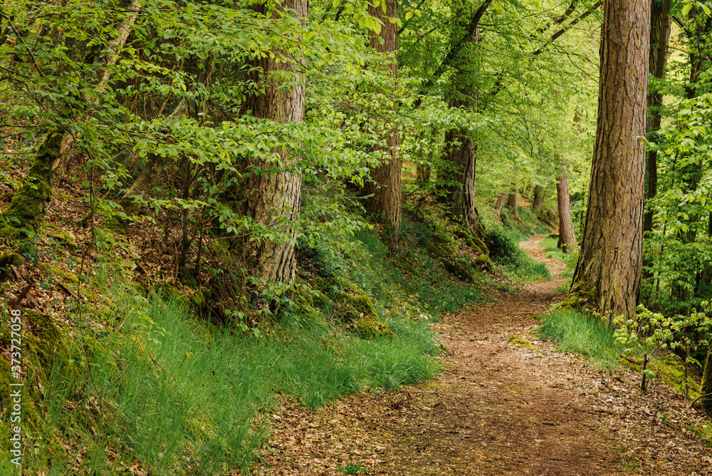 chemin dans la forêt. Forêt printanière. Sentier zigzagant dans la ...