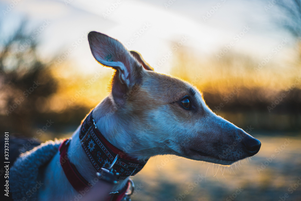 Fawn And White Greyhound