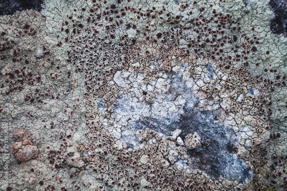 Textures of rock with mosses and lichens. Arctic flora. Stock Photo ...
