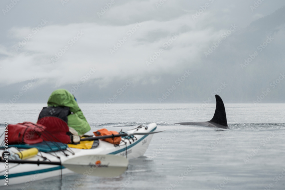 Foto de Canada, British Columbia. A killer whale or orca (Orcinus orca ...