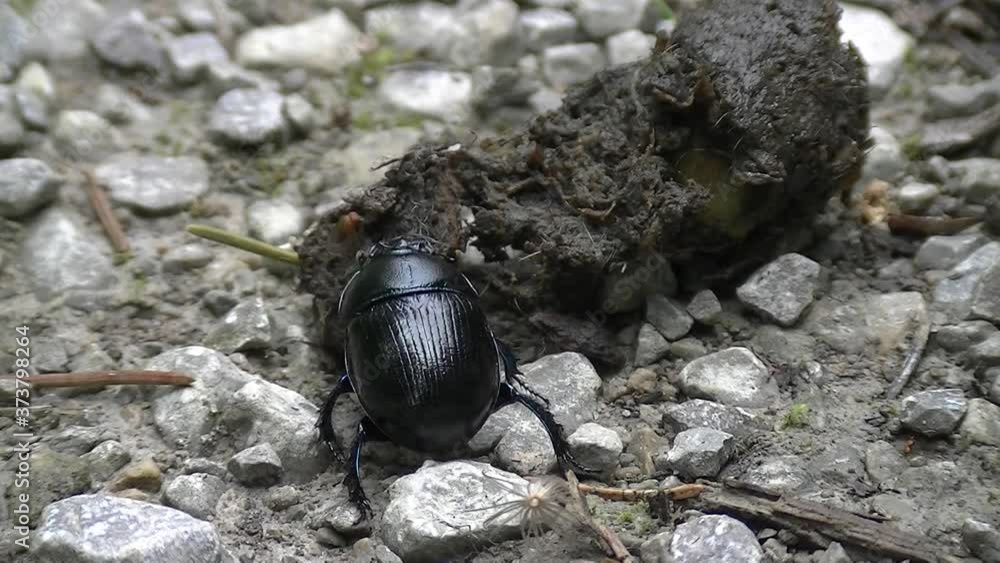 Close up of a Dung beetle rolling rolling dung between gravel on a ...