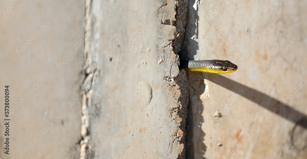 Fotka „A sneaky little wild green tree snake head poking out between ...