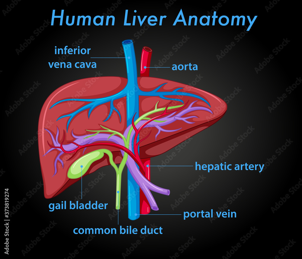 Human liver anatomy diagram Stock Vector | Adobe Stock