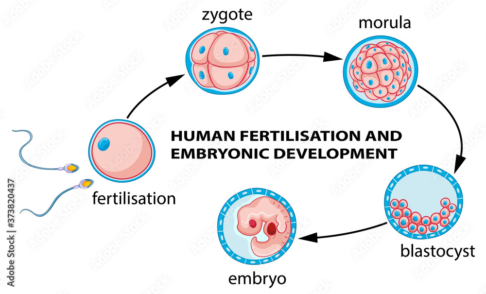 Human Zygote Development