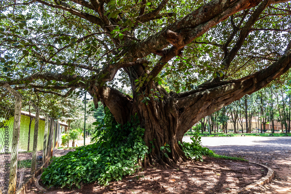 Old big fig tree (Ficus Insipida) on public park in Brazil Stock Photo ...
