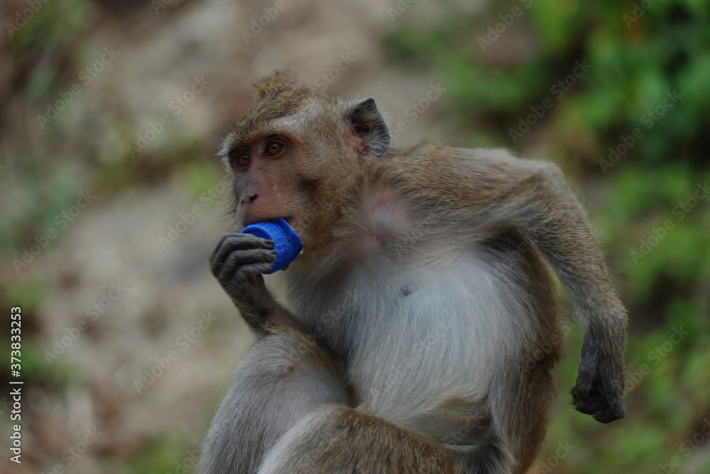 Macaca fascicularis is a small-bodied long-tailed monkey native to ...
