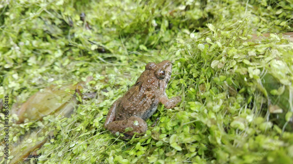 Foto de Frog baby, in the rainy season there are many of baby frogs in ...