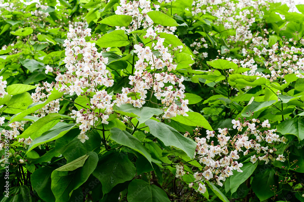 Large branches with decorative white flowers and green leaves of ...