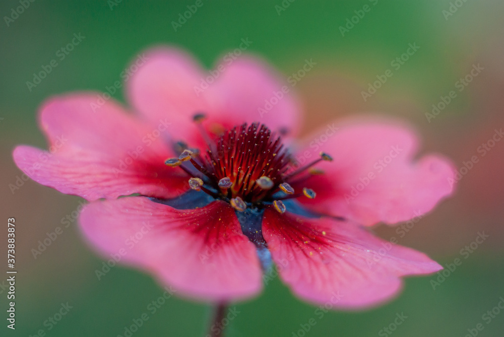 Flower of Potentilla nepalensis, common name Nepal cinquefoil, is a ...