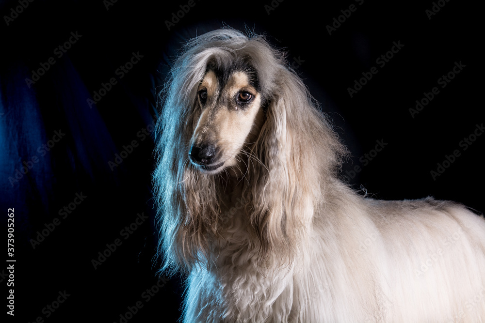 perro-mascotas-Lebrel afgano-pelo-pelo largo-blanco- pedigrí-retrato ...