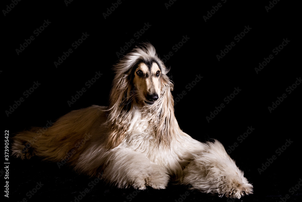 perro-mascotas-Lebrel afgano-pelo-pelo largo-blanco- pedigrí-retrato ...