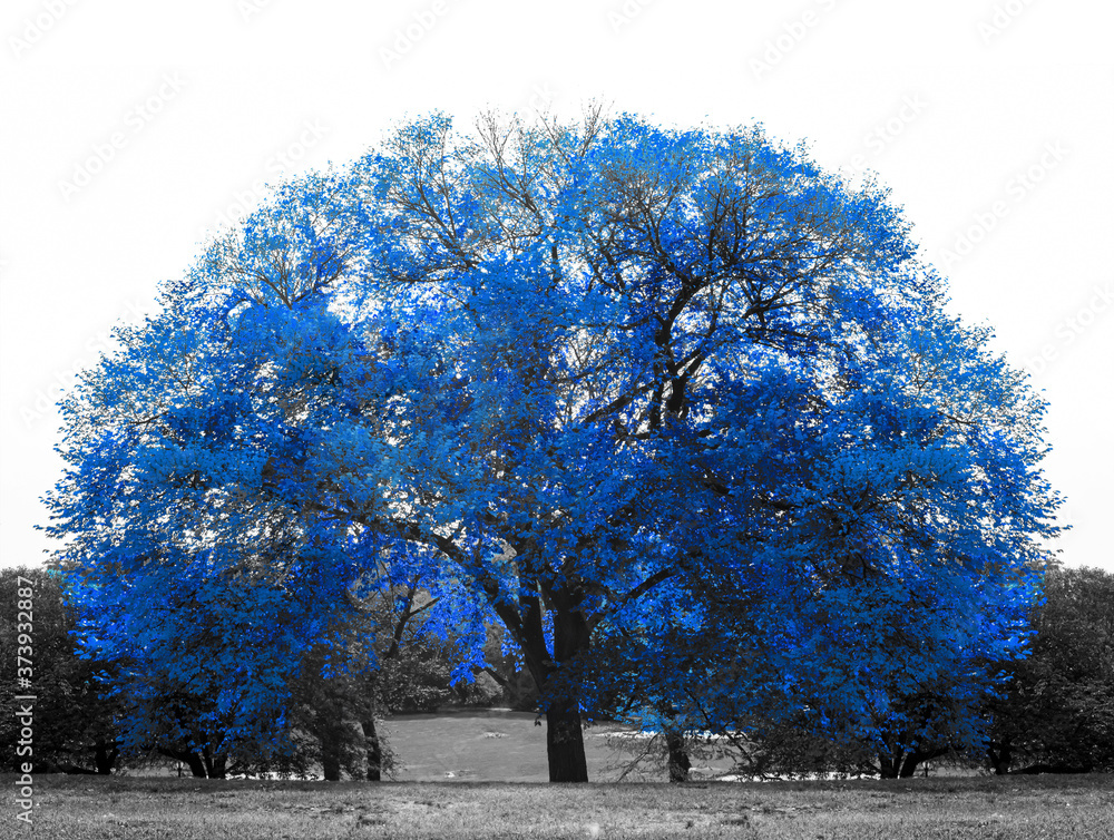 Big blue tree in black and white landscape scene in Central Park, New ...