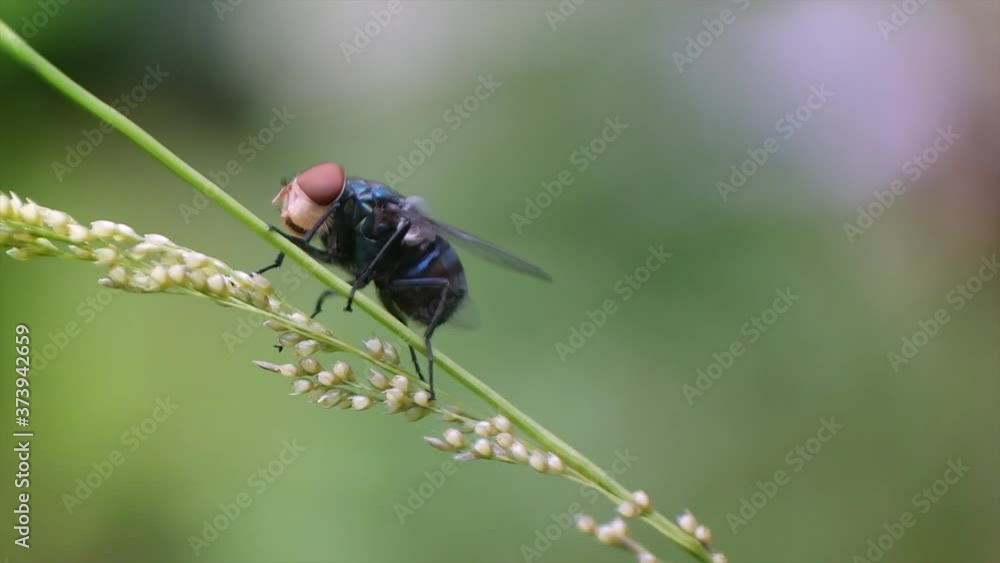 flies, Insects of this order use only a single pair of wings to fly ...